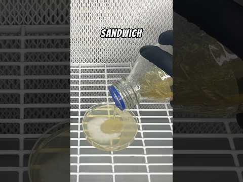 Agar Sandwich Method #shorts #shortvideo #growyourown #mushrooms #mycology #fungi #hobby #diy