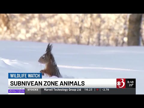Wildlife Watch: The secret tunnels of burrowing animals
