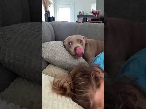 @reesespuppycups1 When mom is in your spot rescue #dog #doglover