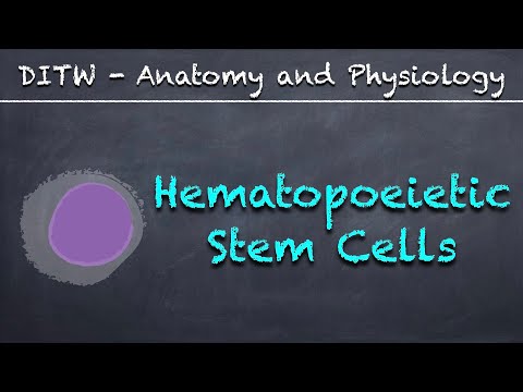 DITW - Hematopoietic Stem Cells