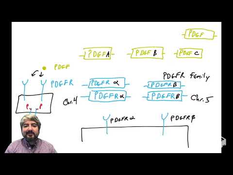 Gene families and RTKs
