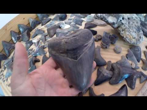 Megalodon Shark Teeth For Sale Meg Movie Giant Shark Tooth