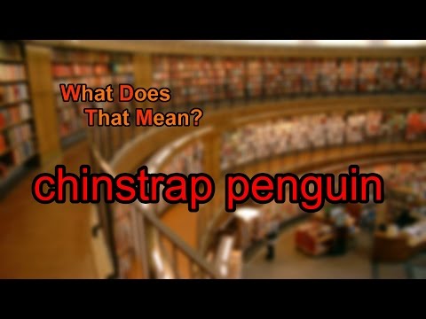 What does chinstrap penguin mean?