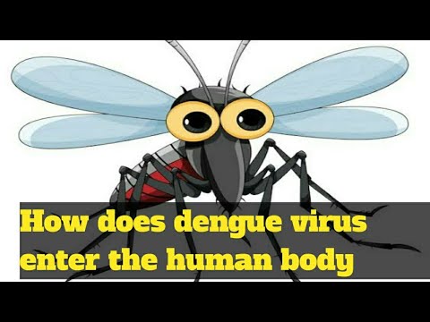 How does dengue virus enter the human body#dengue