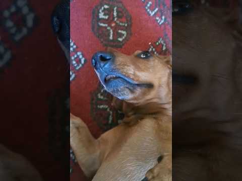 Mini Doxie. Patiently waiting like statue #cuteanimals #lovemydachshund #puppy #shortsvideo