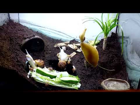 1 HOUR OF GIANT SNAILS / Relaxing study background (mindfullness)