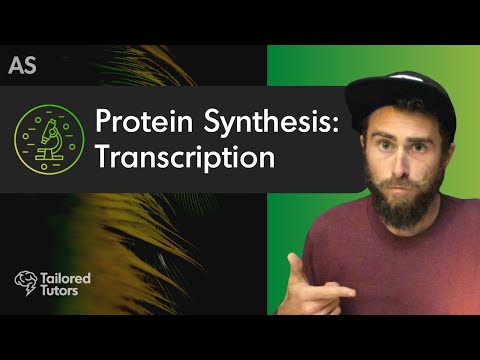 Protein Synthesis: Transcription | A Level Biology Revision | AQA