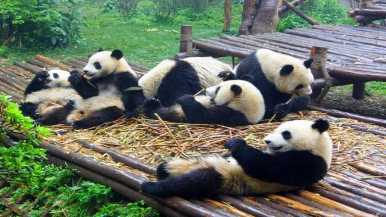 Pandas One Hour Version #001~#006