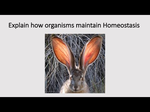 How Organisms Maintain Homeostasis