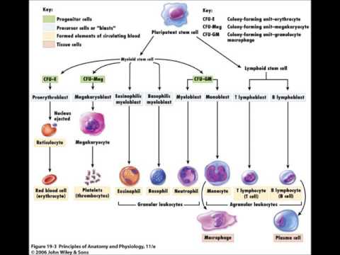 hematopoiesis