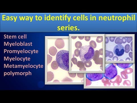 Easy way to identify cells in Neutrophil series.(Clear overview)...