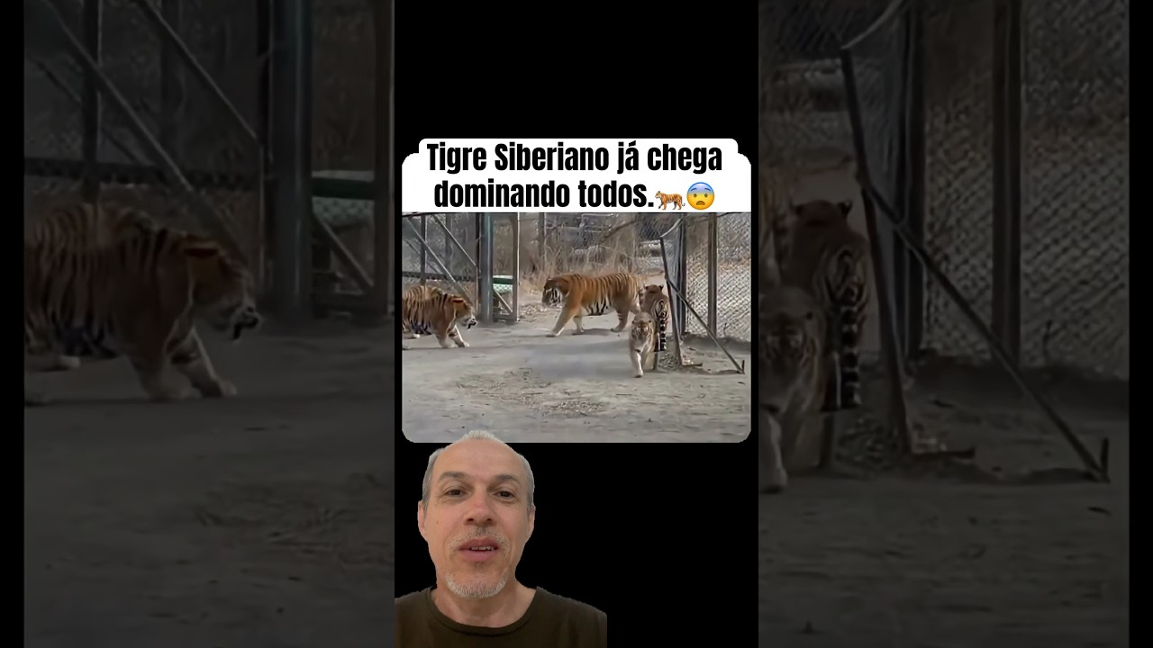 🐅The difference between the Siberian Tiger and the Bengal Tiger. 😨 #siberiantiger #bengaltiger