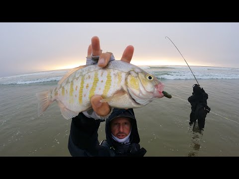 The Secret To Catching More California Barred Surfperch
