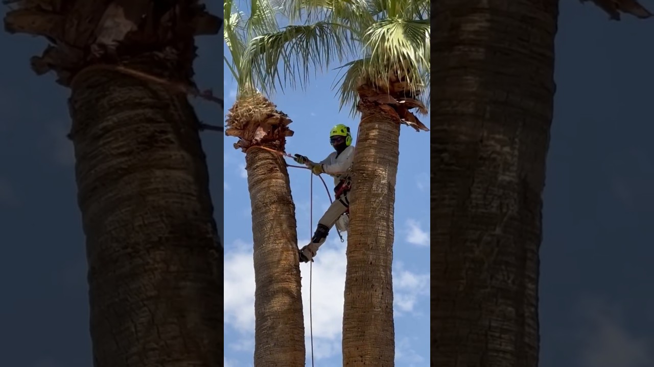 Palm tree trimming day #landscape #landscaping #treeremoval #arizona