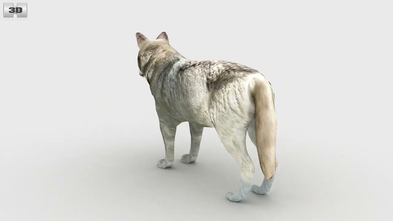 Wolf Low Poly 3D model by 3DModels.org