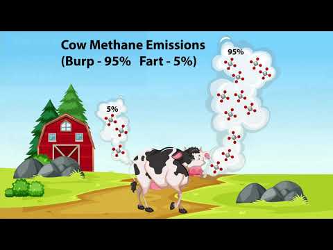 Cow Methane Emissions