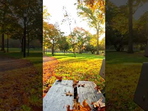 Autumn Colors in Pelham Bay Park in The Bronx #bronx #newyork #october #autumn #nyc