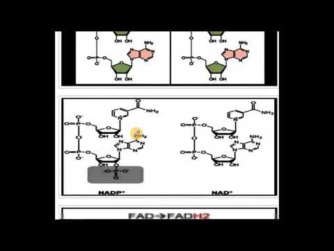 Structure of NADH, FADH2 ATP and how energy is generated: Bioenergetics