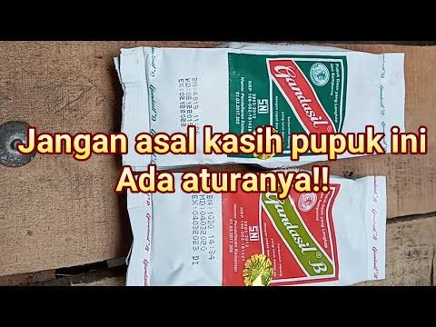Apa Perbedaan Gandasil Daun Dan Buah