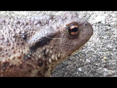 Toad and a frog