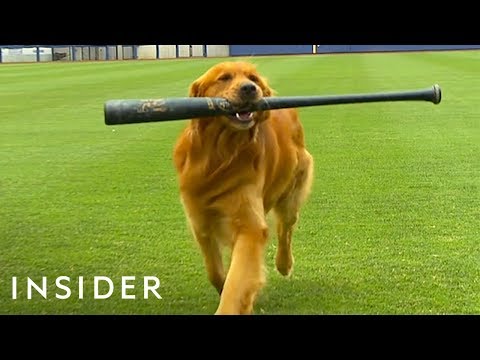 This Baseball Batboy is a Dog | 15 Minute Fun