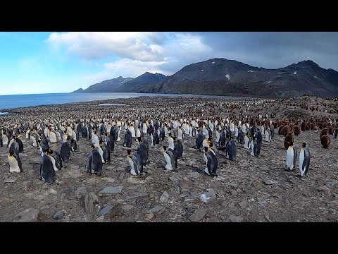 Hundreds Of Penguins Group Together