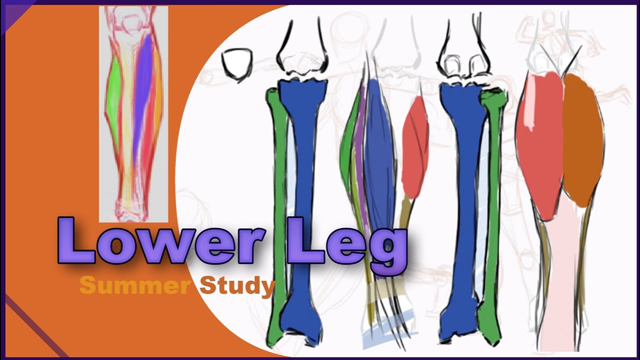 Tibia Fibula  Bones and Muscles  //  Anatomy Summer Study for Artists