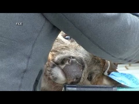 Rules of Roadkill: What to know if you want to keep it
