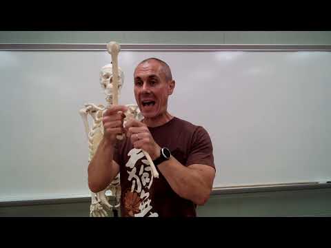 Skeletal anatomy - pectoral girdle and upper limbs