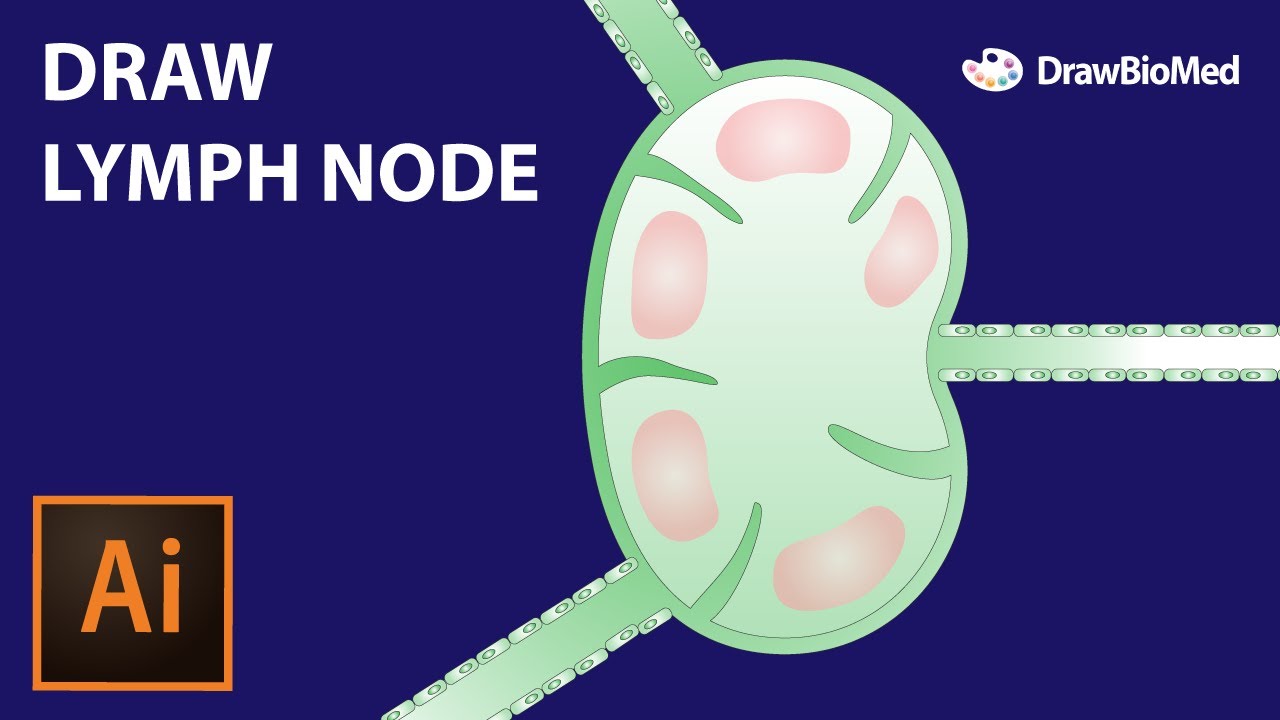 Draw Lymph Node | Graphical Abstract | Scientific Illustration | Illustrator for Scientists
