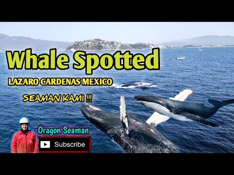 OMG!!! Whale!! at anchorage area Lazaro,cardenas, Mexico