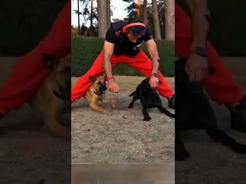 the k9 attack dog is trained for high-risk military missions.#respect #moments #k9 #dog #puppy
