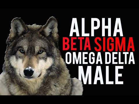 Alpha Or Beta The Wolf Pack Of Men & Women | The Dating Hierarchy