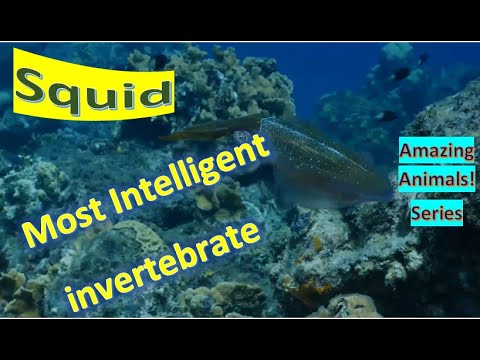 Squid facts 🦑 two long tentacles are used to grab prey and the eight arms to hold and control it