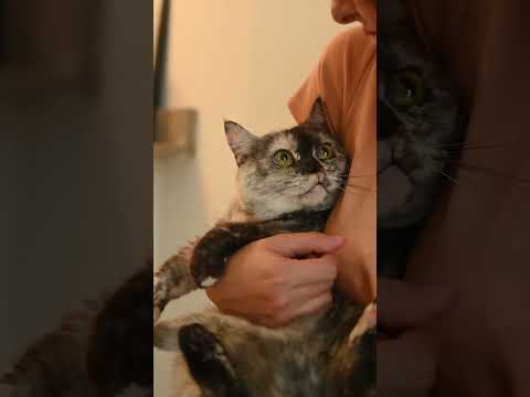 Most calico and tortoise shell cats #femalecats #femalecatsfacts #catlife #catlover #catsfacts