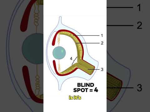 The Missing Spot from Your Vision 👁️