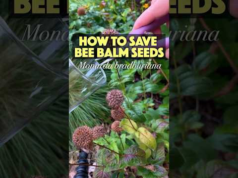 I can't believe how easy it was to gather hundreds of bee balm seeds! #plantnative