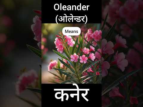 Oleander hindi meaning #shorts