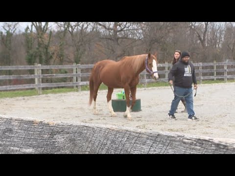 Equine Assisted Psychotherapy Program at Leg Up Farm helps local veterans suffering from PTSD