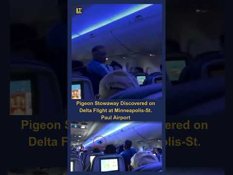 Pigeon Sneaks Onto Delta Airlines Flight! Unbelievable Airport Moment Caught at MSP #latesupdates
