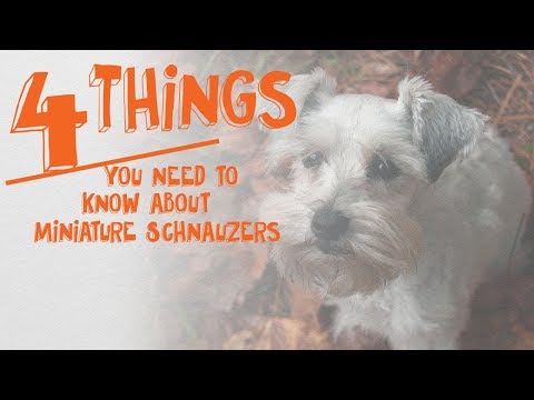 4 Things You Need to Know About Miniature Schnauzers -- Cone of Shame with Dr. Andy Roark