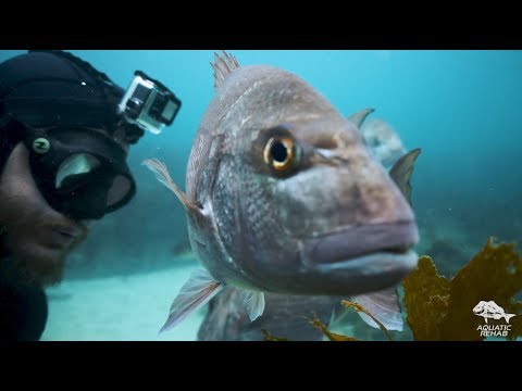 Sony A7 ii & Meikon Housing - Underwater Review / Unboxing