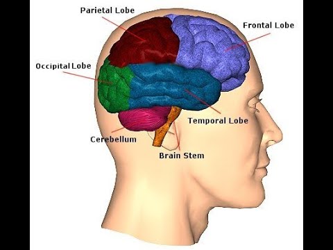 Basics 1: The Brain & Dementia