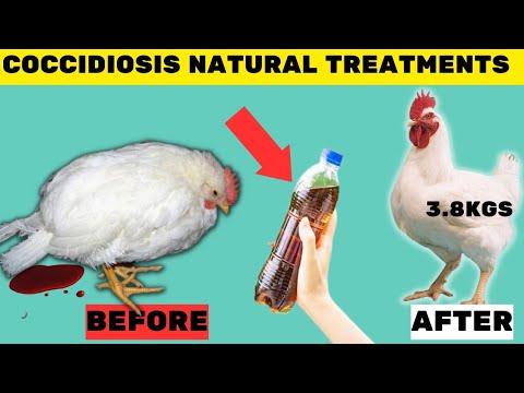 MY BEST NATURAL TREATMENTS FOR COCCIDIOSIS IN BROILERS, LAYERS AND LOCAL CHICKEN