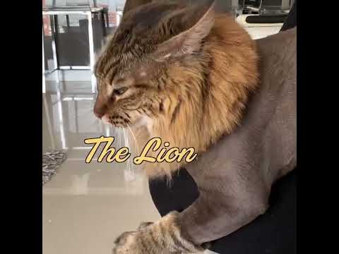 Use a Q-TIP!! 🤣 - SUB to @chattypaws for more!