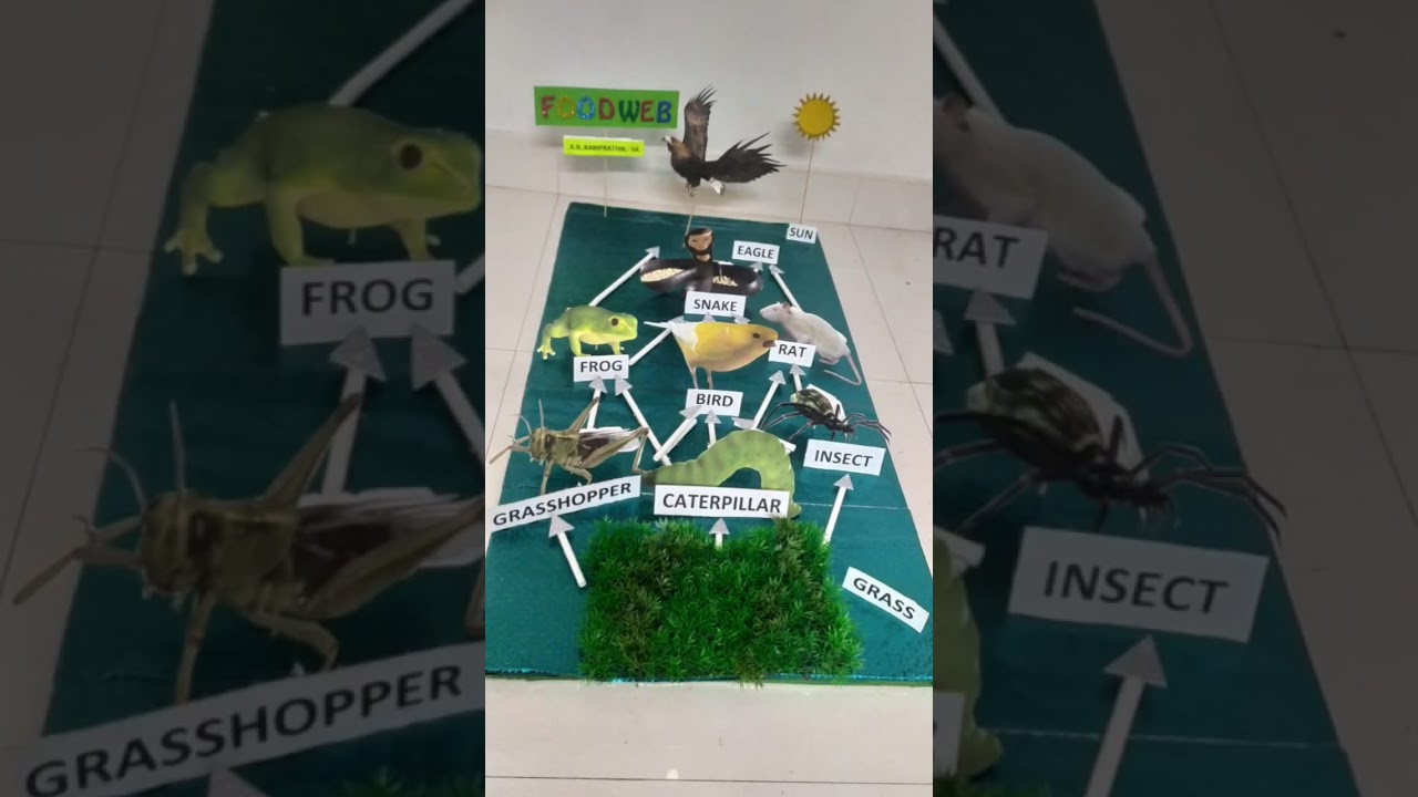 food web model