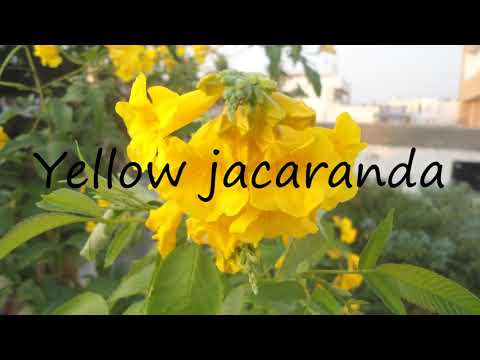How to Pronounce Yellow jacaranda?