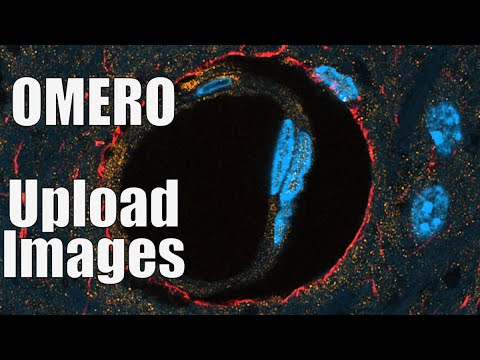 Omero upload images
