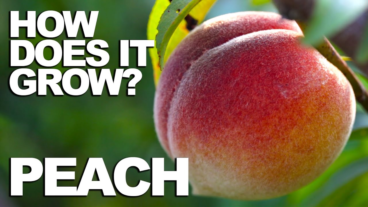 PEACH | How Does it Grow?