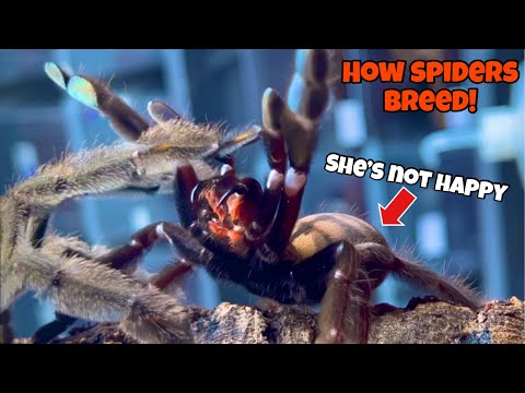 How do Tarantulas breed?!? P. Irminia breeding π€―π±
